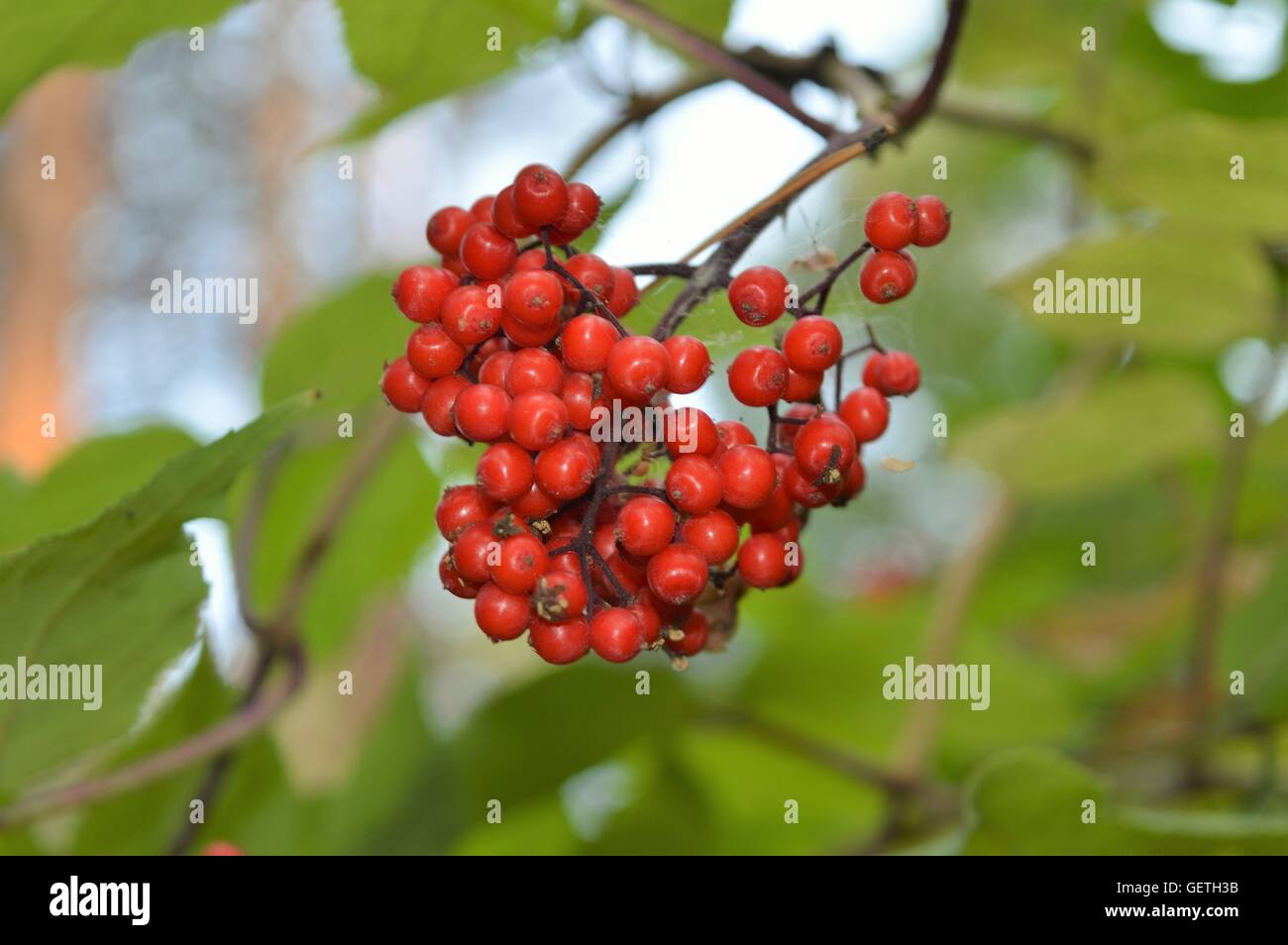 Bunch berries on branch hi-res stock photography and images - Alamy