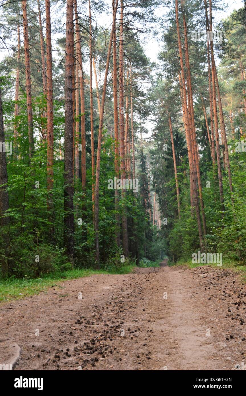 Road in forest Stock Photo - Alamy