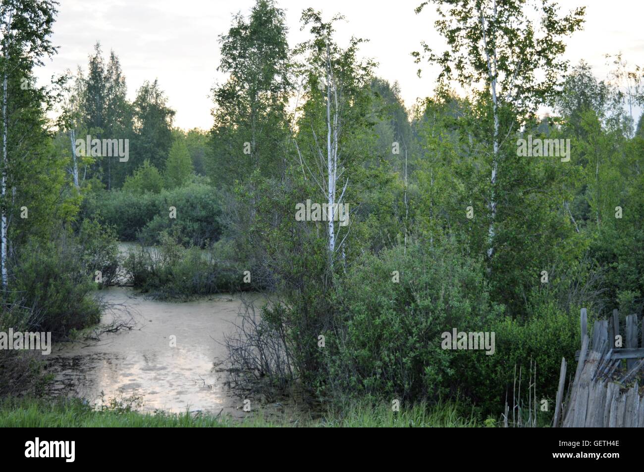 Birch swamp hi-res stock photography and images - Alamy