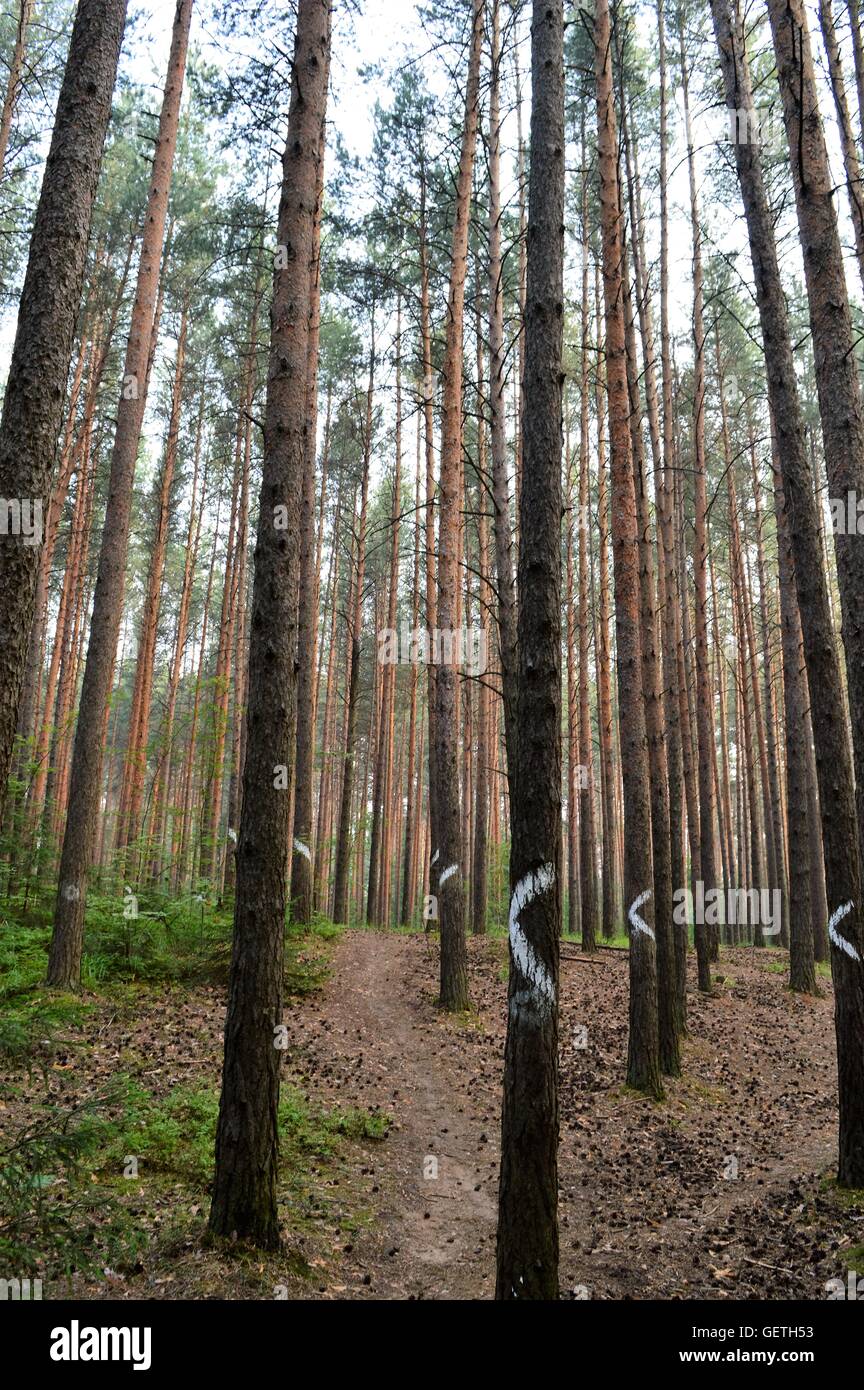 Trunks of pine trees with white arrows Stock Photo - Alamy