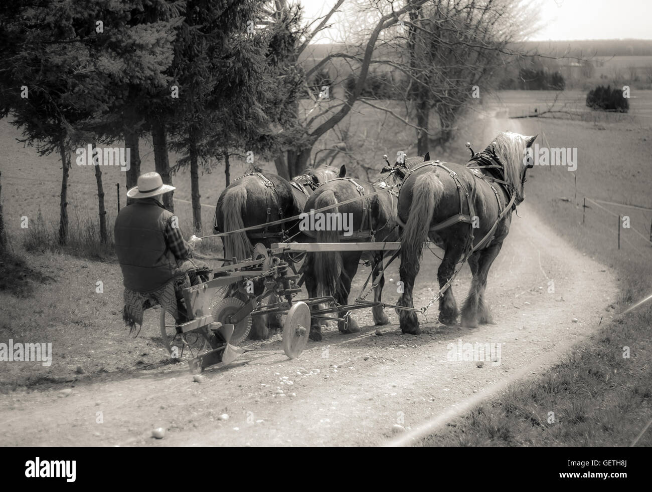 Team of draft horses hi-res stock photography and images - Alamy