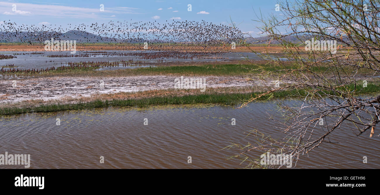 Guanacaste birds hi-res stock photography and images - Alamy