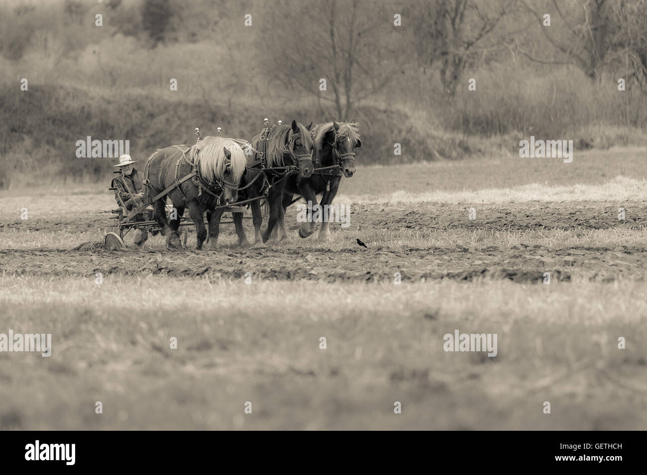 Team of draft horses hi-res stock photography and images - Alamy