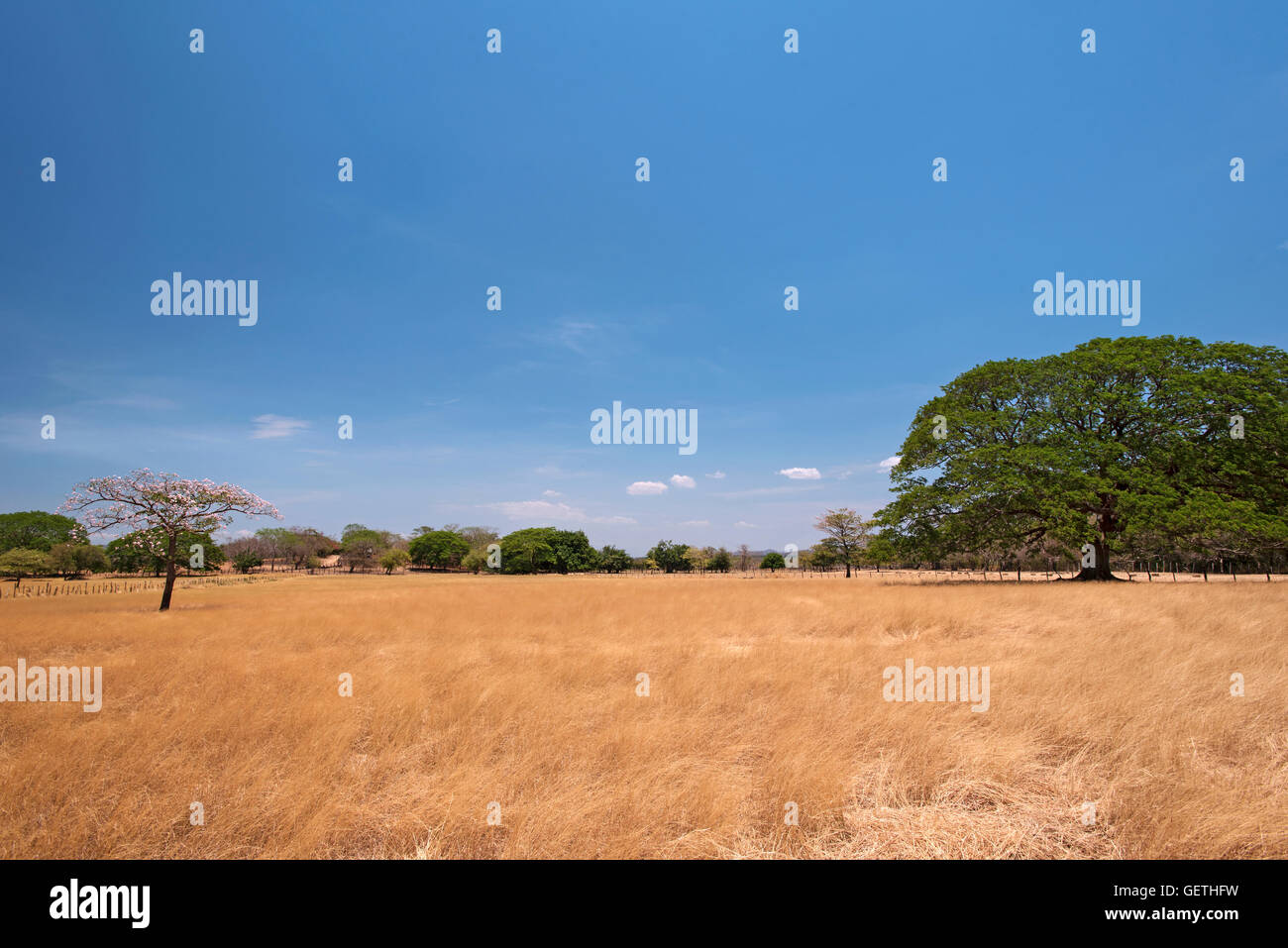 Guanacaste costa rica dry hi-res stock photography and images - Alamy