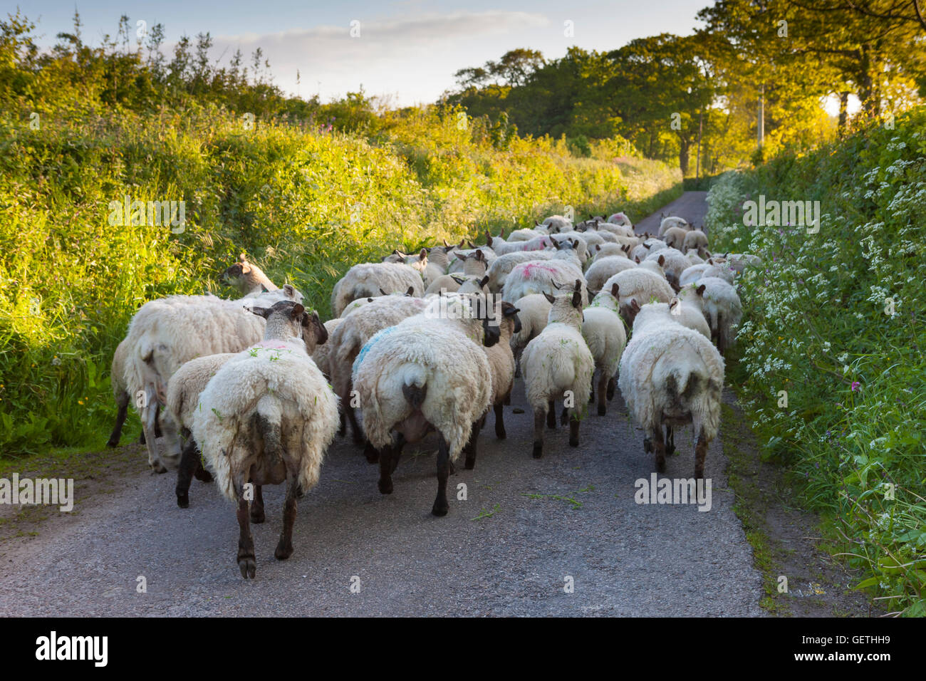 Stray sheep block a narrow country lane Stock Photo - Alamy