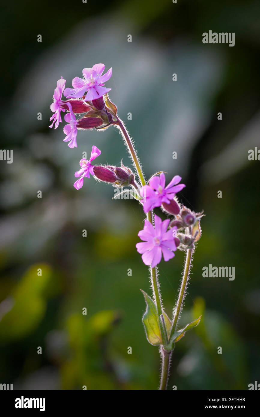 Campion growing on a roadside verge Stock Photo - Alamy