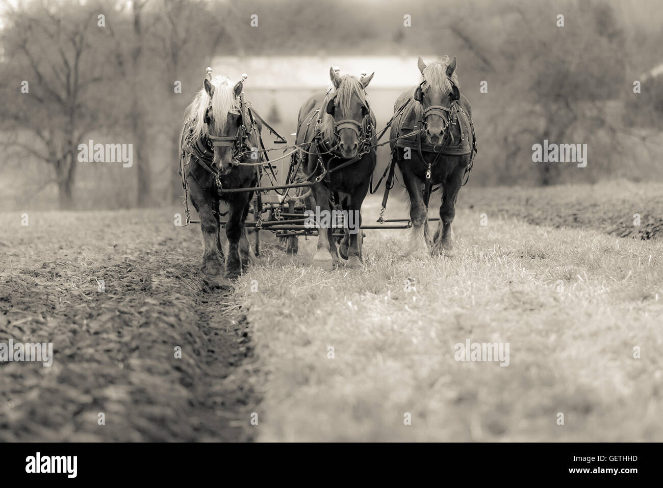 A team of draft horses at work on a farm in Southwestern Ontario ...
