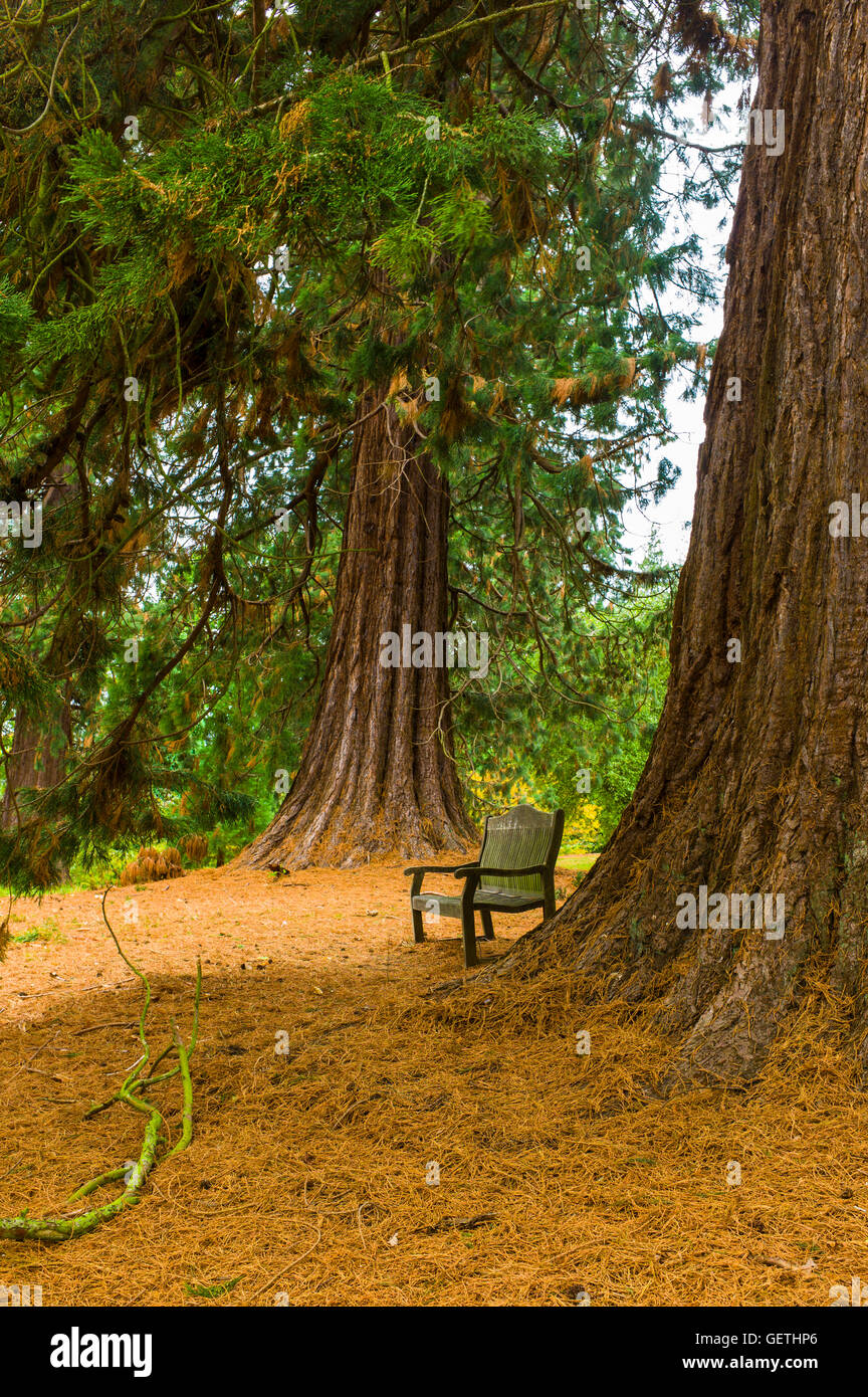 Bench beneath two sequoia trees hi-res stock photography and images - Alamy