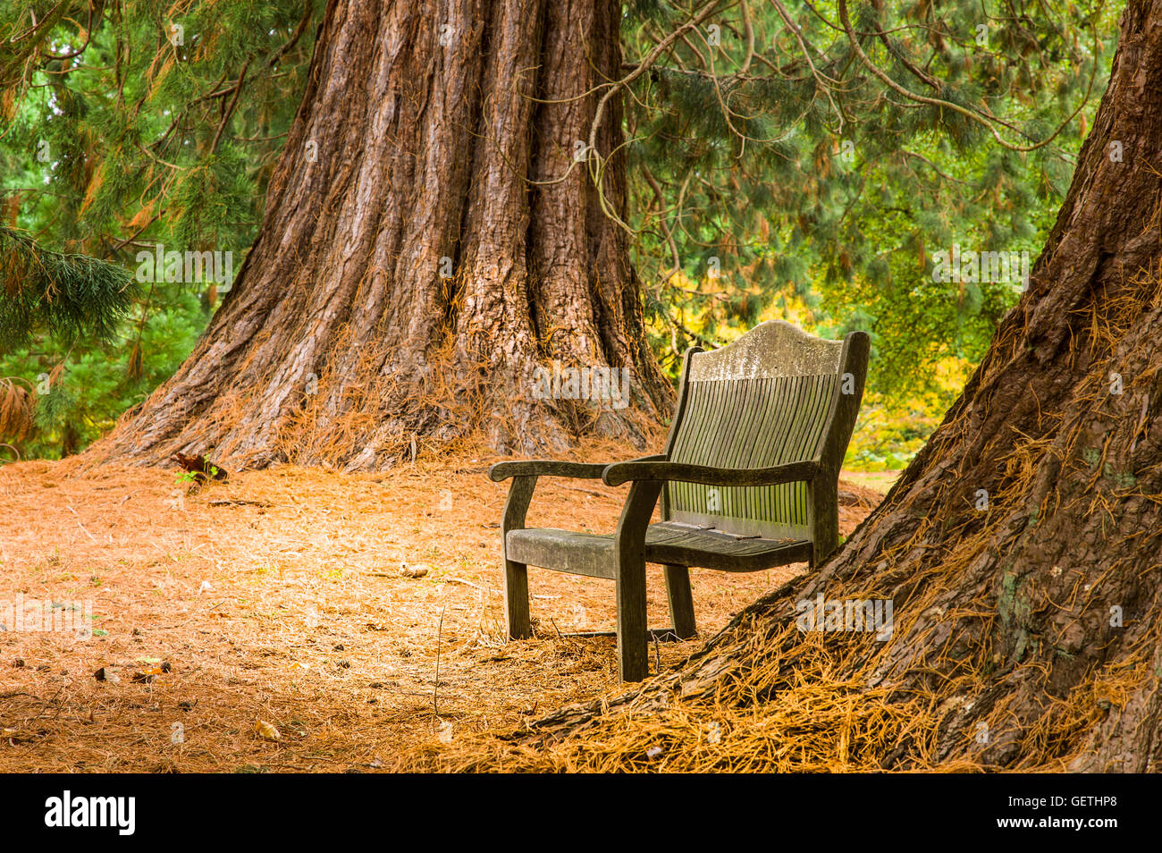Bench beneath two sequoia trees hi-res stock photography and images - Alamy