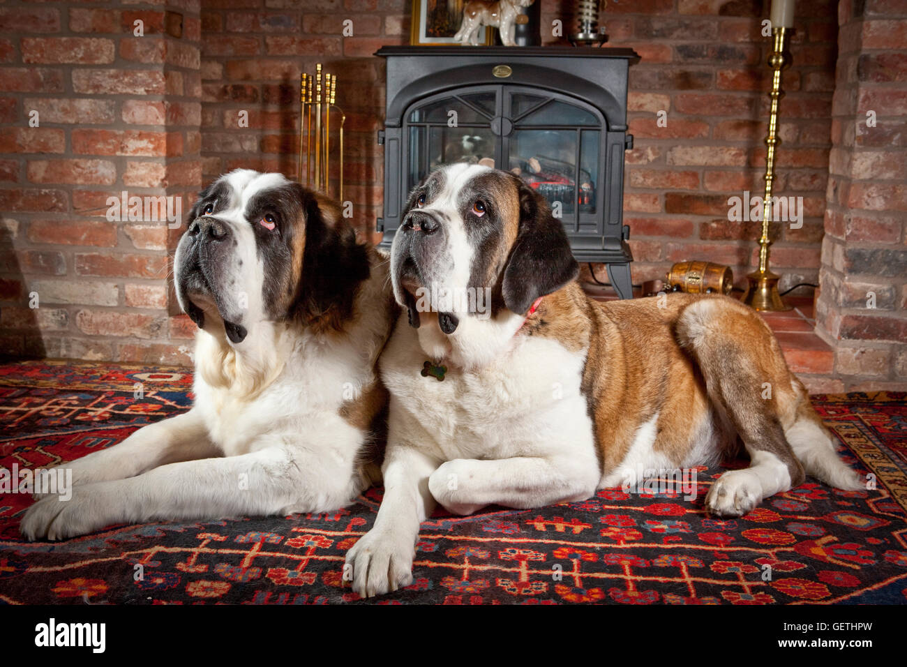 A saint bernard dog hi-res stock photography and images - Alamy
