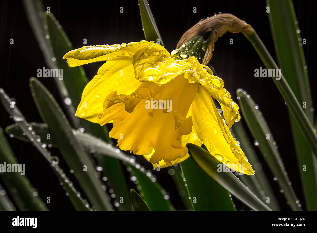 Daffodil flower in the rain Stock Photo - Alamy