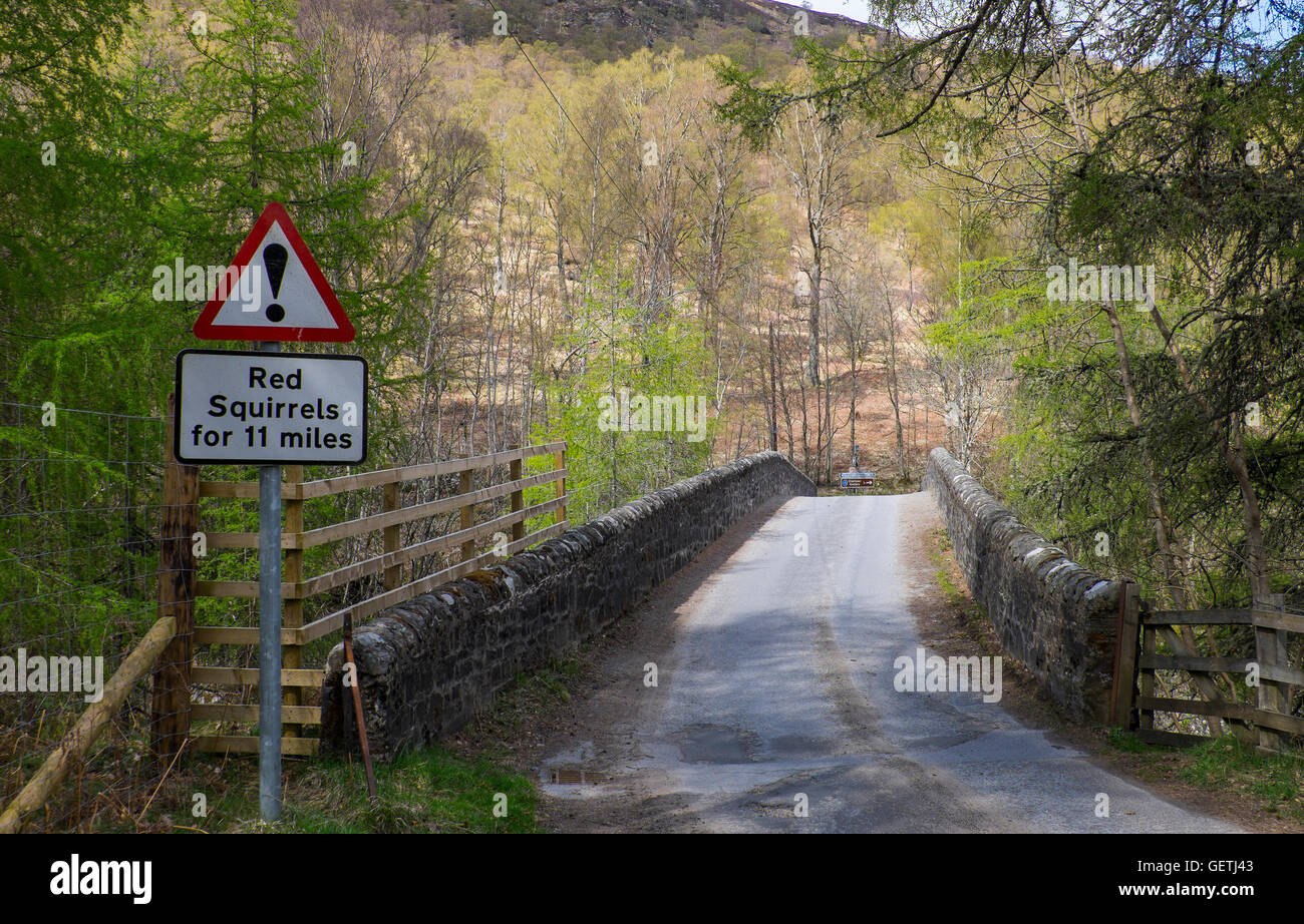 Road sign warning of red squirrels Stock Photo - Alamy