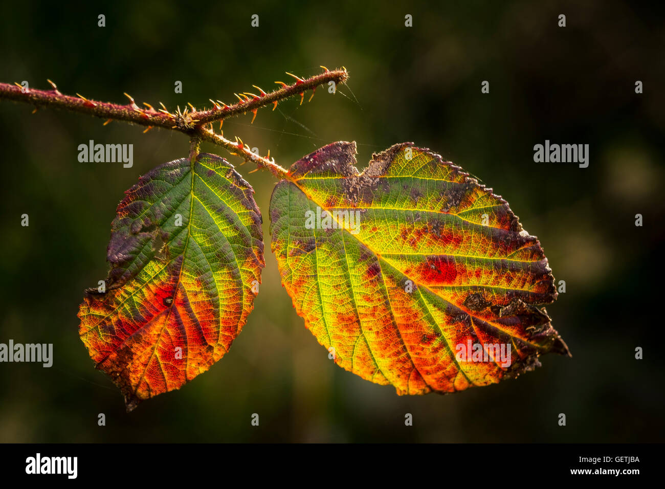 Spring leaf colours hi-res stock photography and images - Alamy