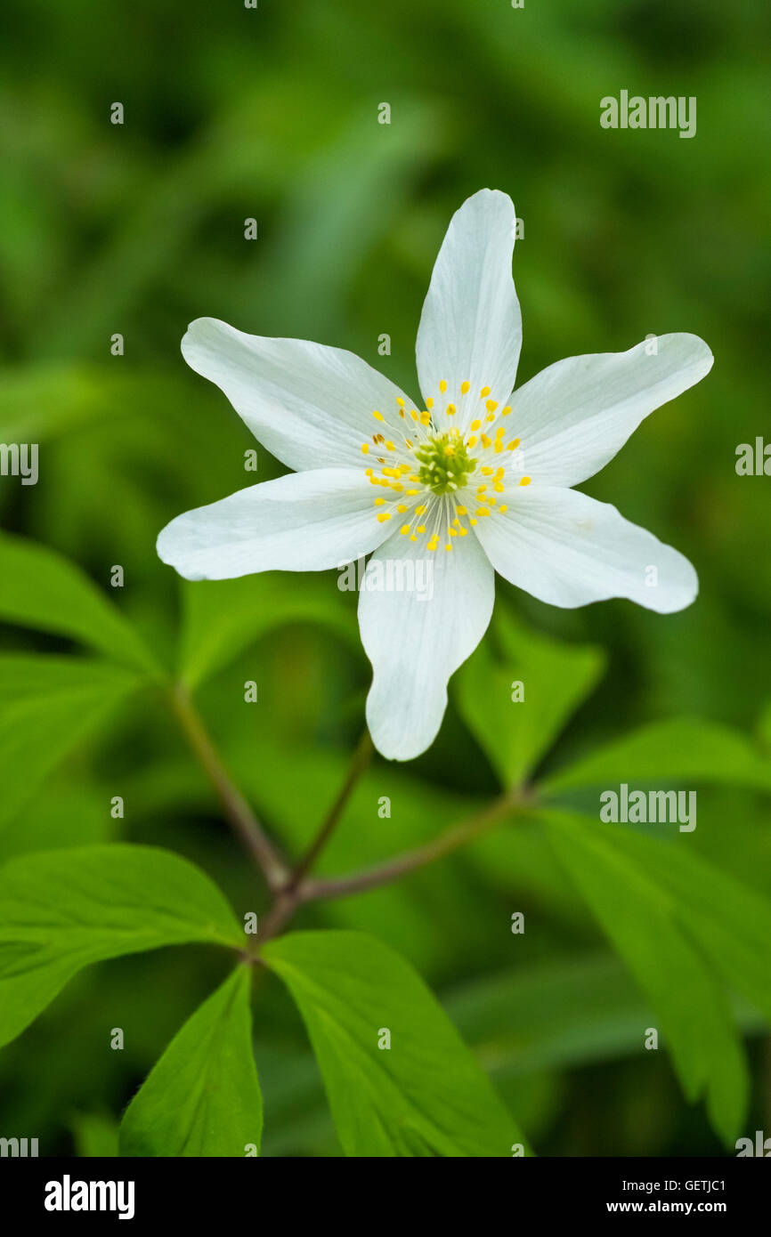 Wood anemone in woodland Stock Photo - Alamy