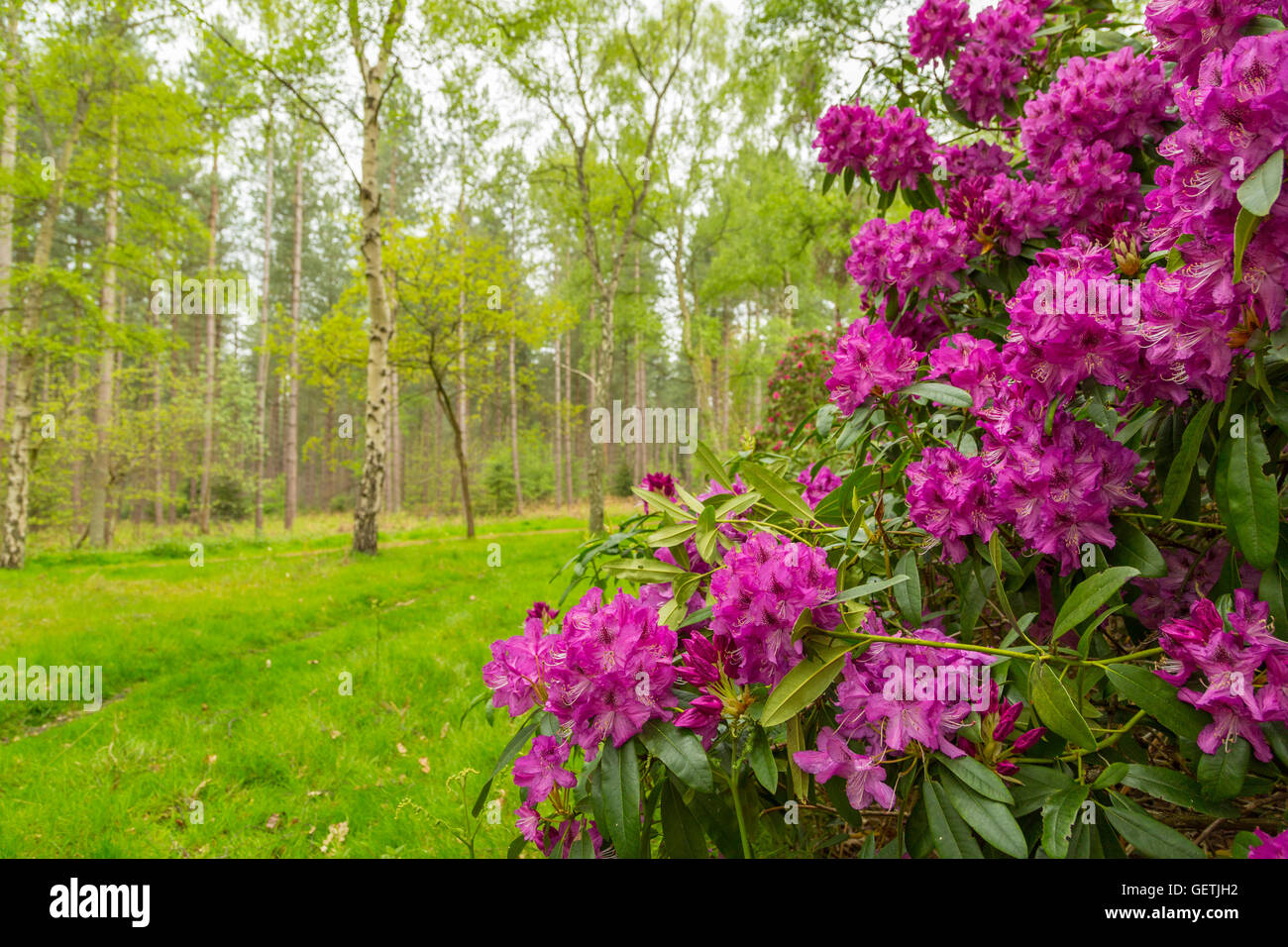 Sandringham flower hi-res stock photography and images - Alamy