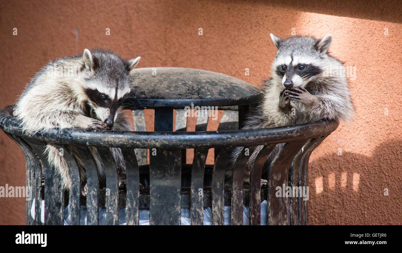 Trashpandas hi-res stock photography and images - Alamy Trashpandas hi-res stock photography and images - Alamy