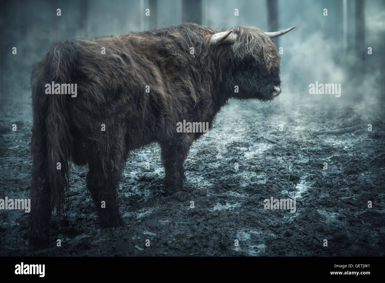 Scottish Mountain Cow Stock Photo - Alamy