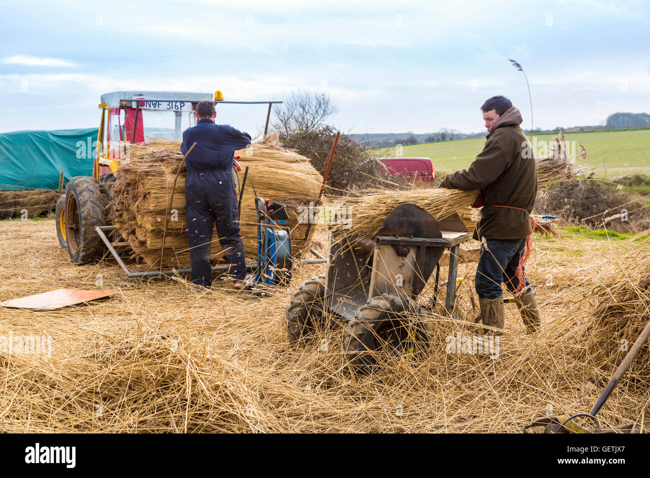 Reedcutters at work preparing bundles of reeds for thatching Stock ...