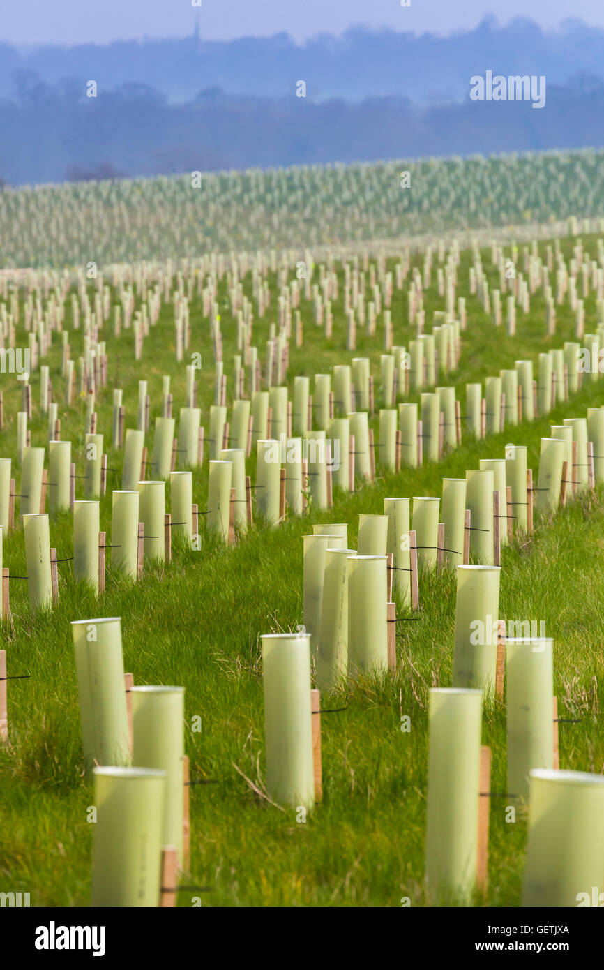 A tree planting scheme in the National Forest Stock Photo - Alamy