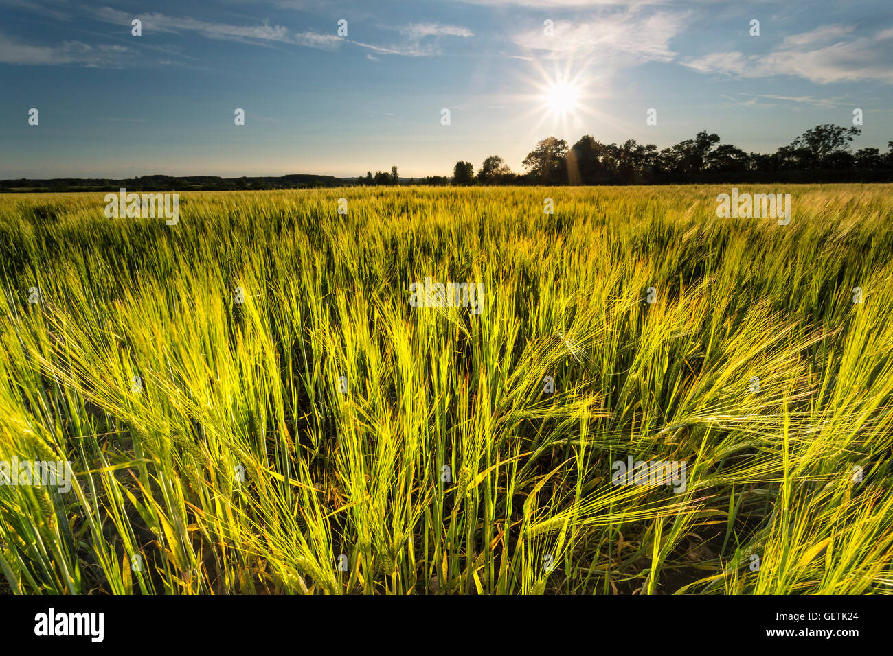Sunset over a barley field Stock Photo - Alamy