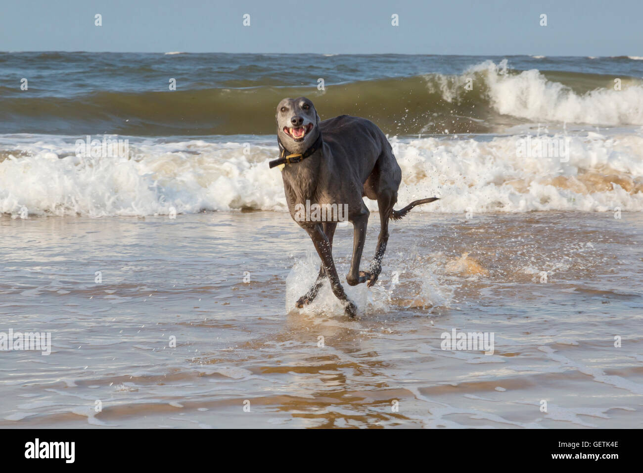 A greyhound enjoys running in the surf Stock Photo - Alamy