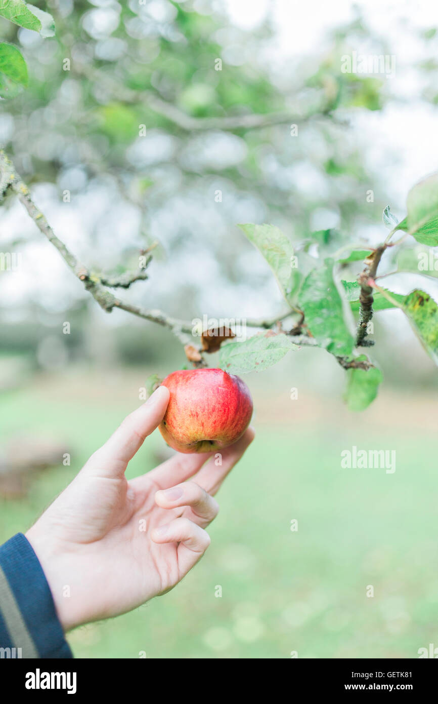 A person picking an apple from a tree Stock Photo - Alamy