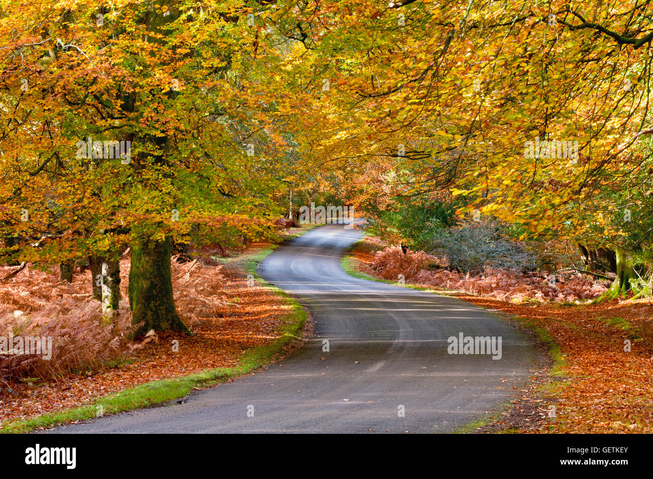 A view along Bolderwood Drive through beech trees Stock Photo - Alamy