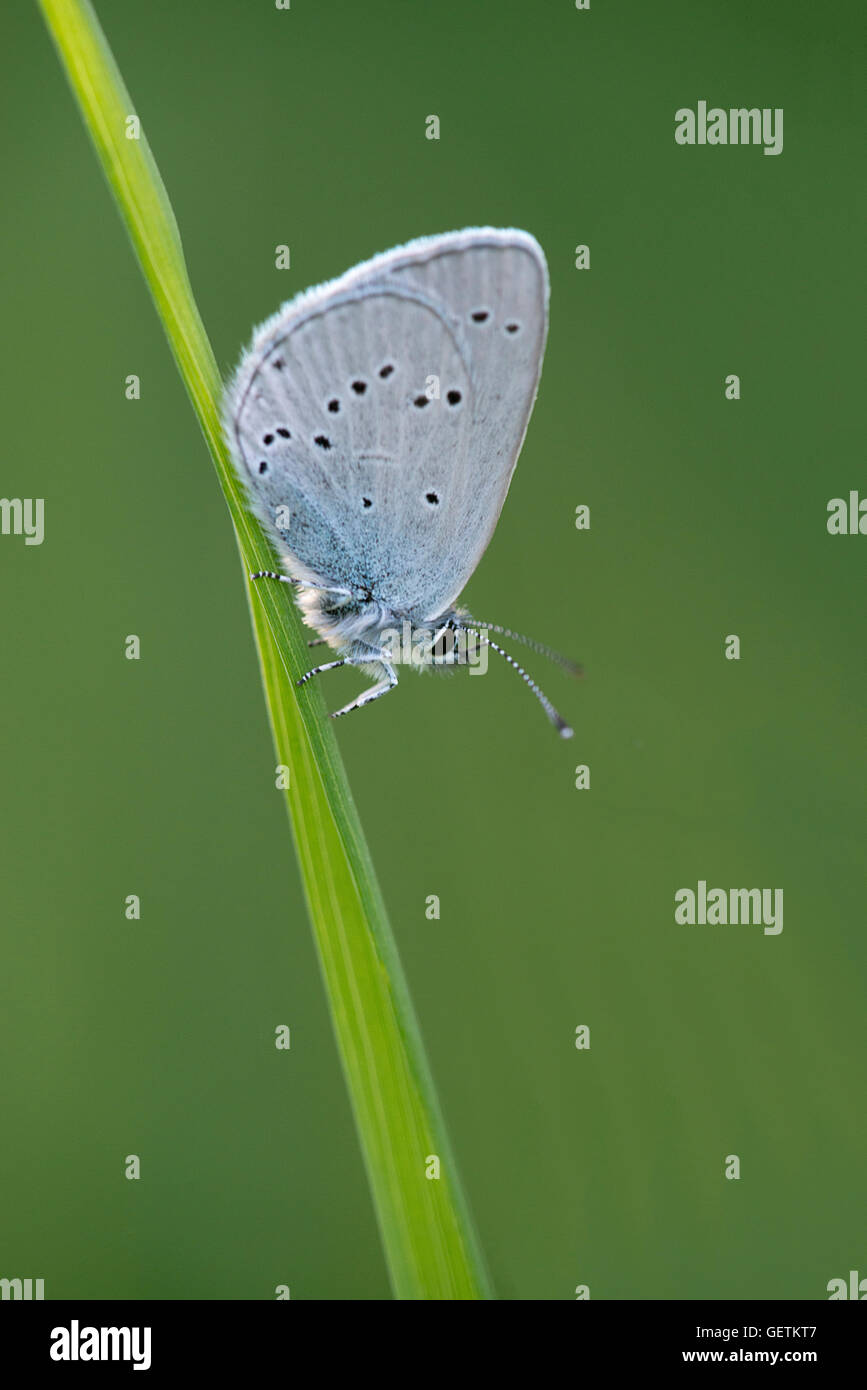 Small blue butterfly hi-res stock photography and images - Alamy