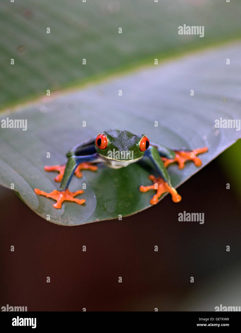Red-eyed tree frog, Costa Rica Stock Photo - Alamy