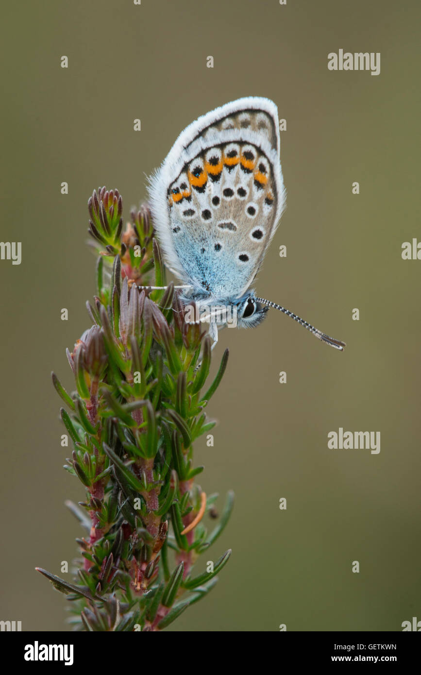A silver studded blue butterfly at Hatchet Moor in the New Forest Stock ...