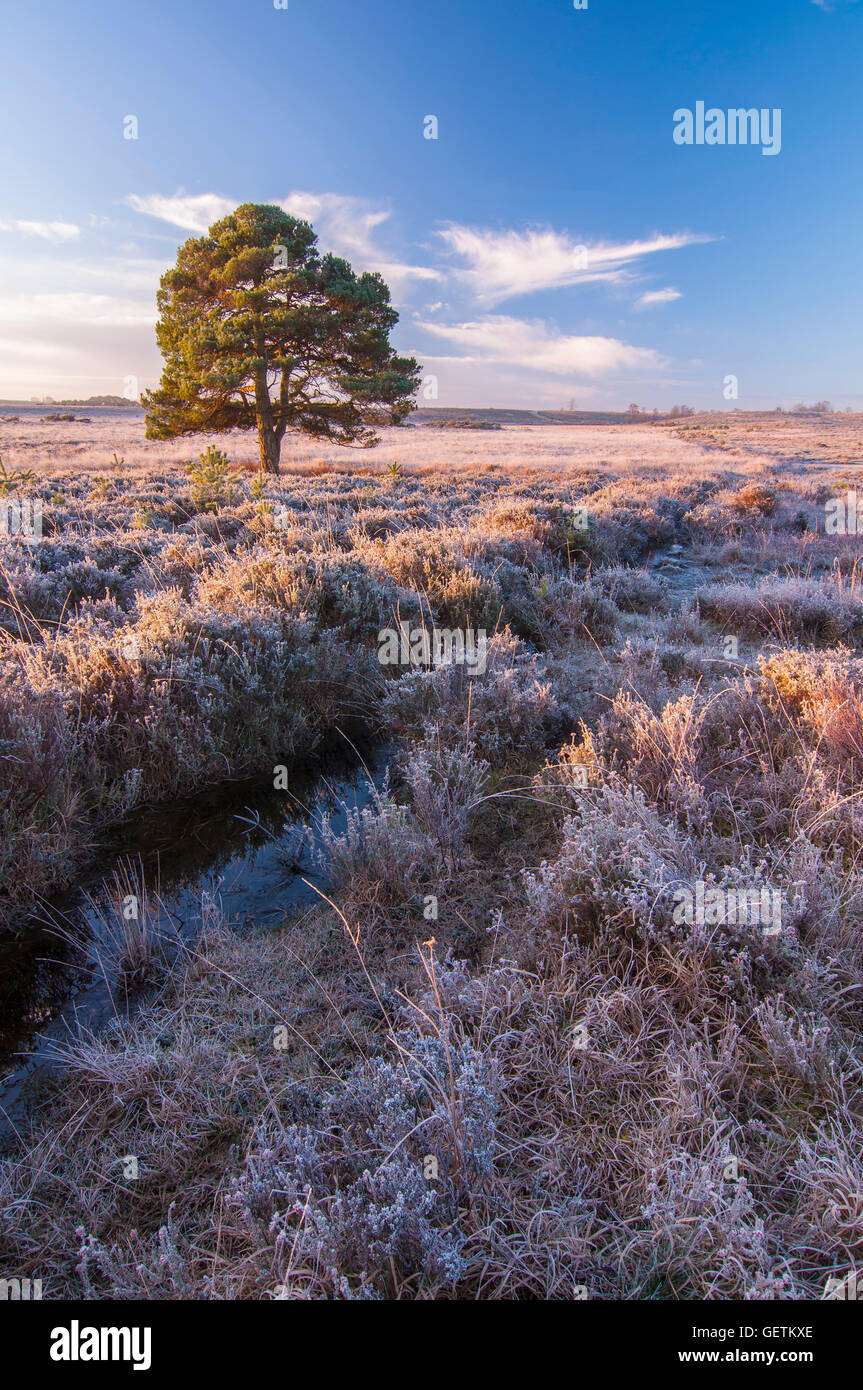 A single pine tree in the New Forest Stock Photo - Alamy
