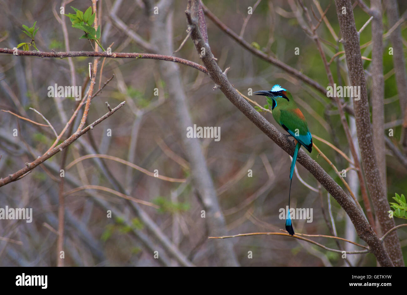 Turquoise-browed motmot, Nicaragua Stock Photo - Alamy