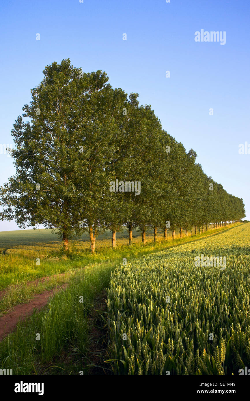 Crop rotation corn hi-res stock photography and images - Alamy
