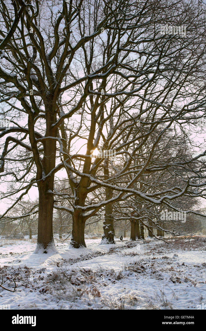 Mature oak trees in a snowy forest Stock Photo - Alamy
