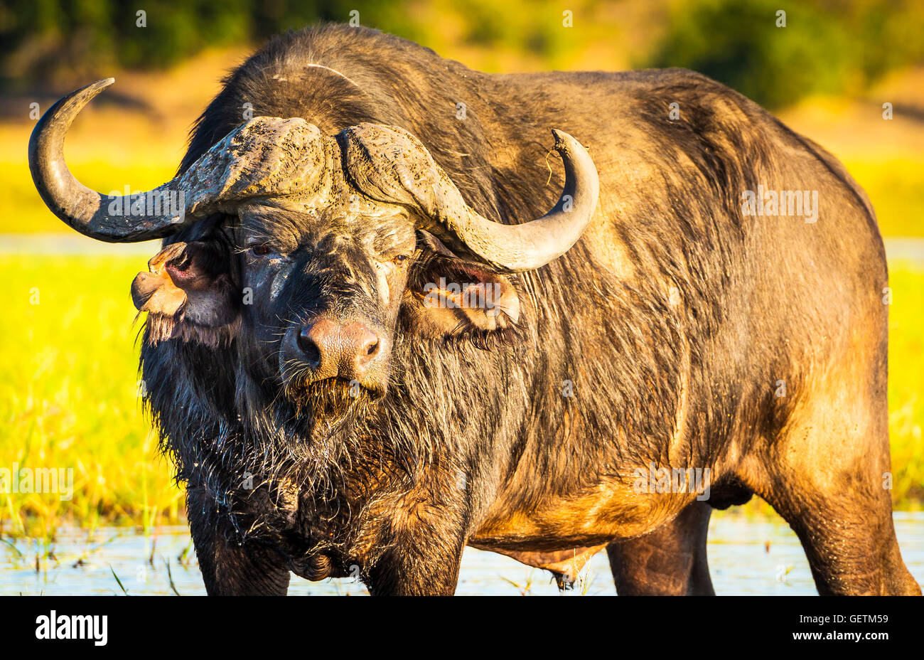 Buffalo in the wild hi-res stock photography and images - Alamy