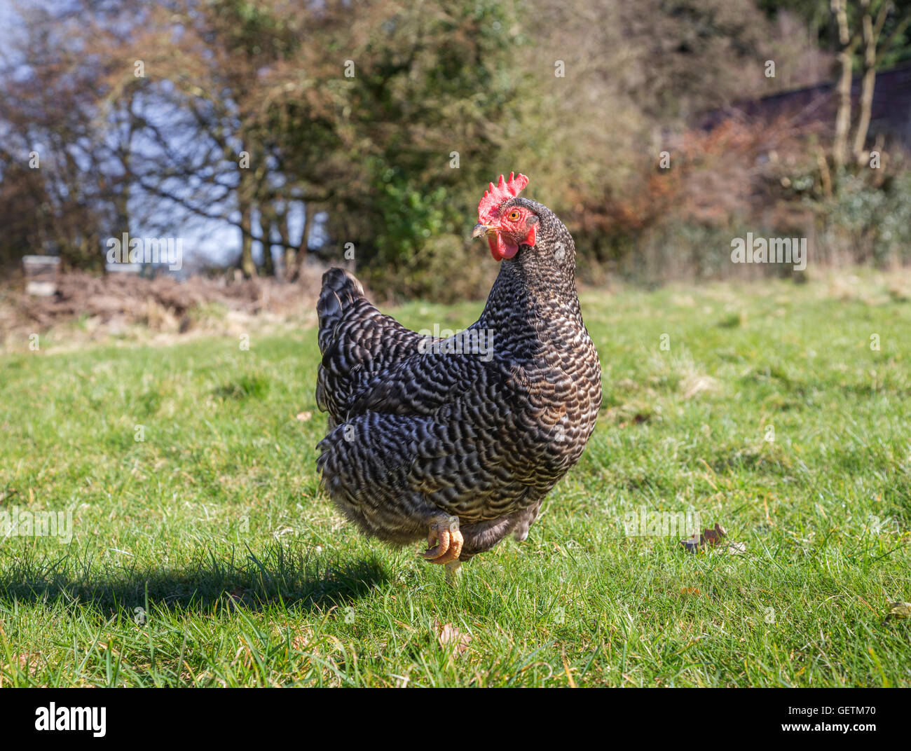 Speckled hen hi-res stock photography and images - Alamy