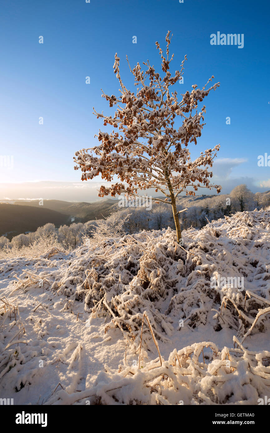 Ice covered beech tree hi-res stock photography and images - Alamy
