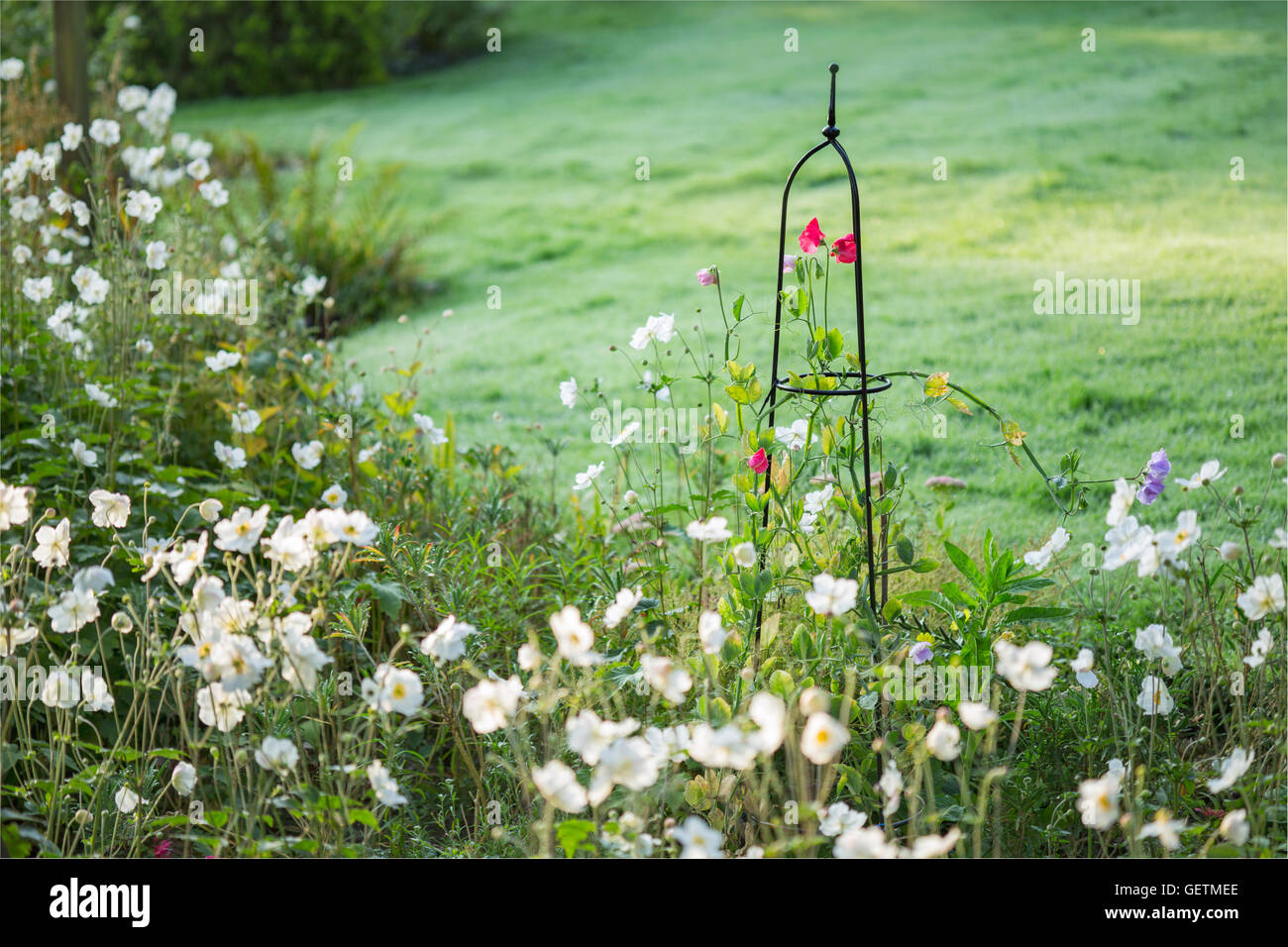 Sweet pea climbing frame hi-res stock photography and images - Alamy