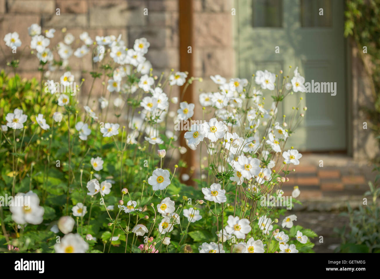 Japanese anemones growing in a cottage garden Stock Photo - Alamy