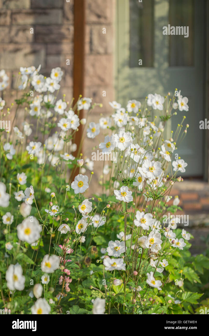Japanese anemones growing in a cottage garden Stock Photo - Alamy