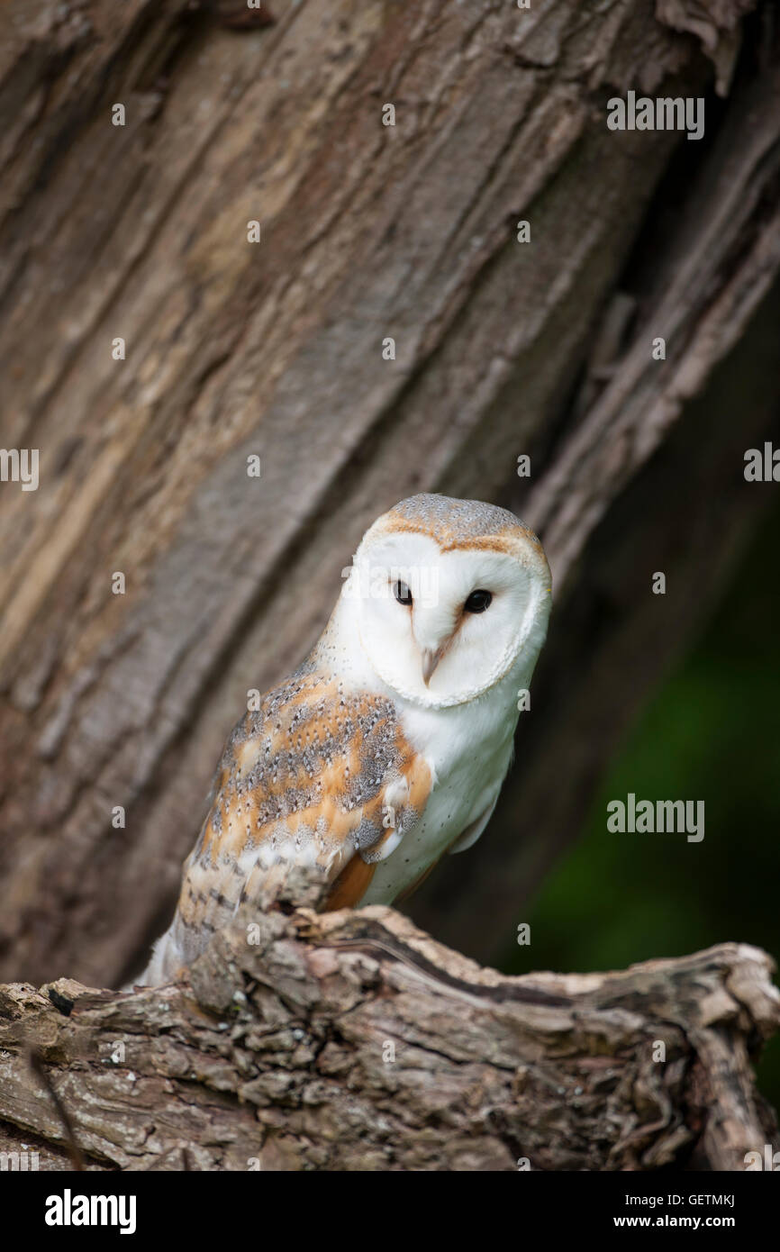 Barn owl tree england hi-res stock photography and images - Alamy