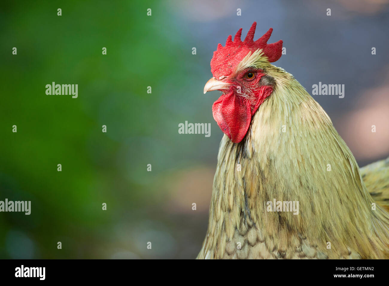 A portrait of a cockerel chicken Stock Photo - Alamy