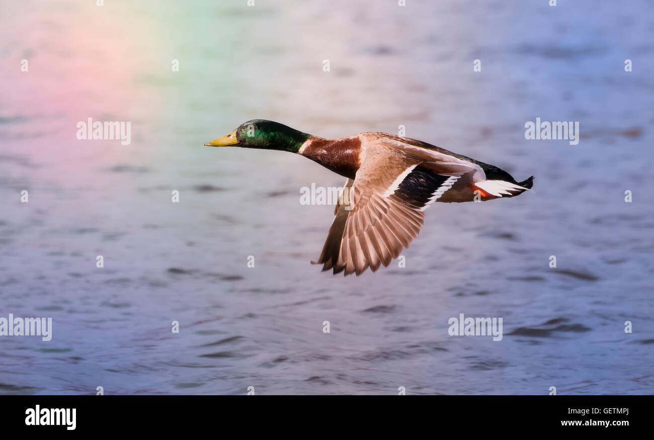 Mallard flying low over water Stock Photo - Alamy