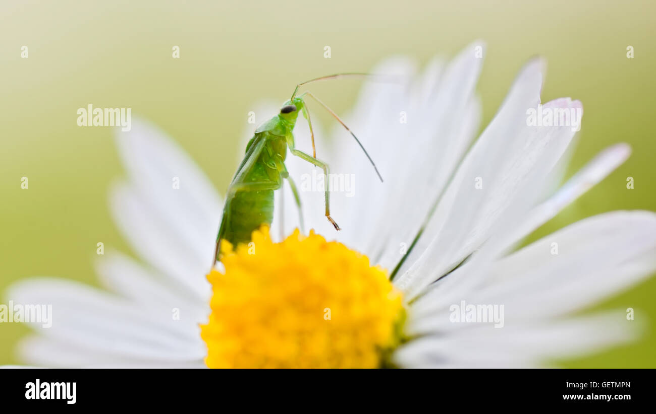 Green plant bug on daisy flower Stock Photo - Alamy