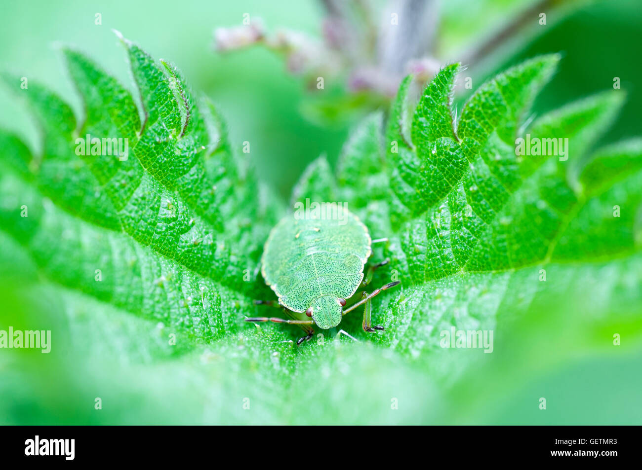 Green shield bug on leaf Stock Photo - Alamy
