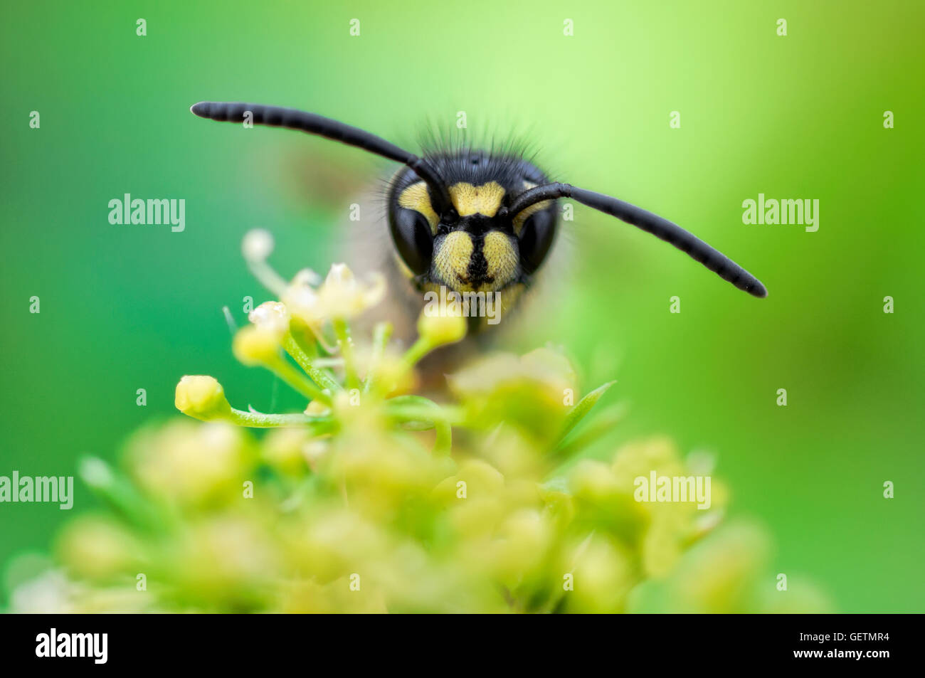 Common wasp on plant Stock Photo - Alamy