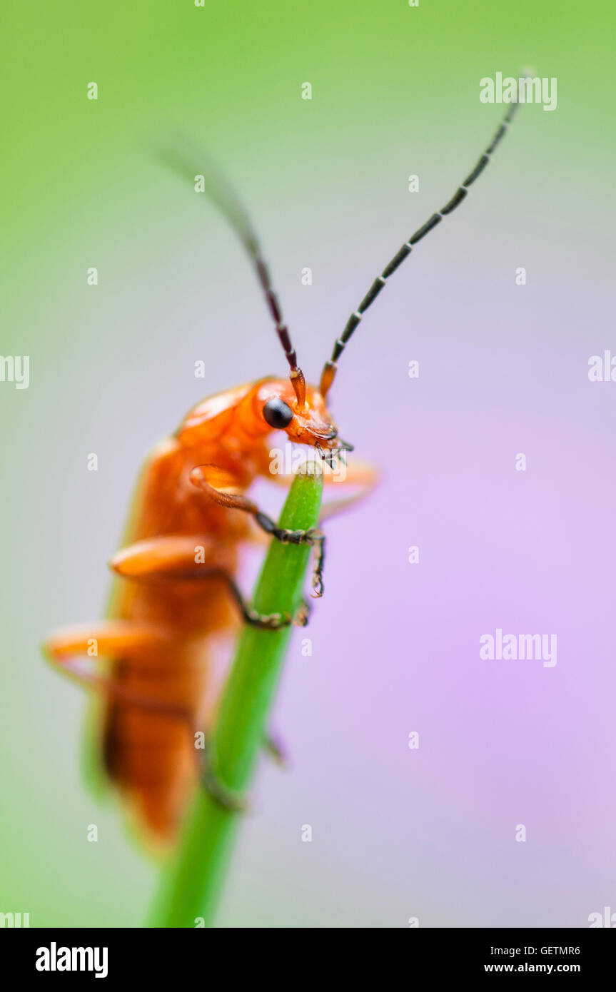 Soldier beetle on plant Stock Photo - Alamy