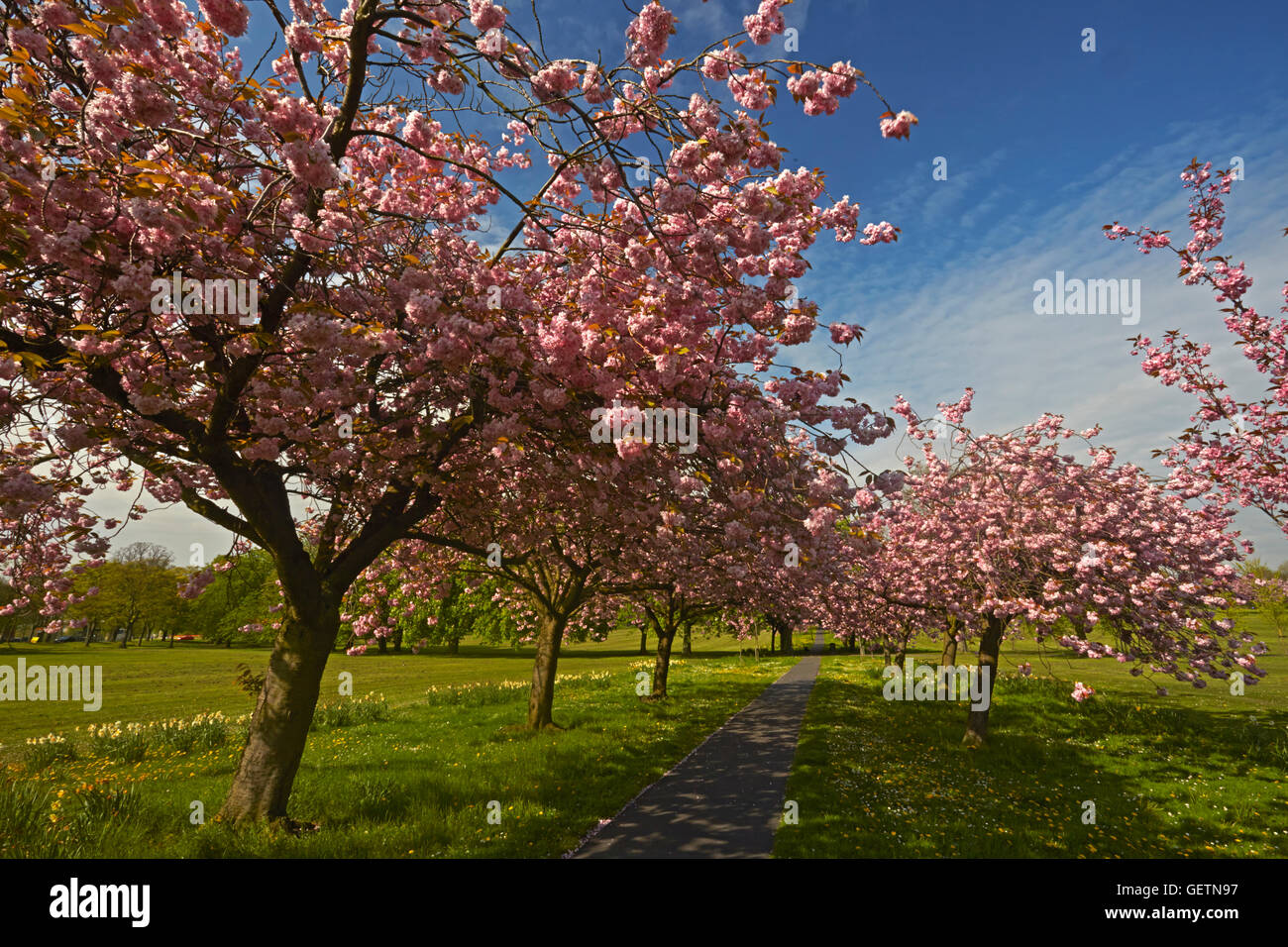 A path leading through Cherry Blossom trees Stock Photo - Alamy