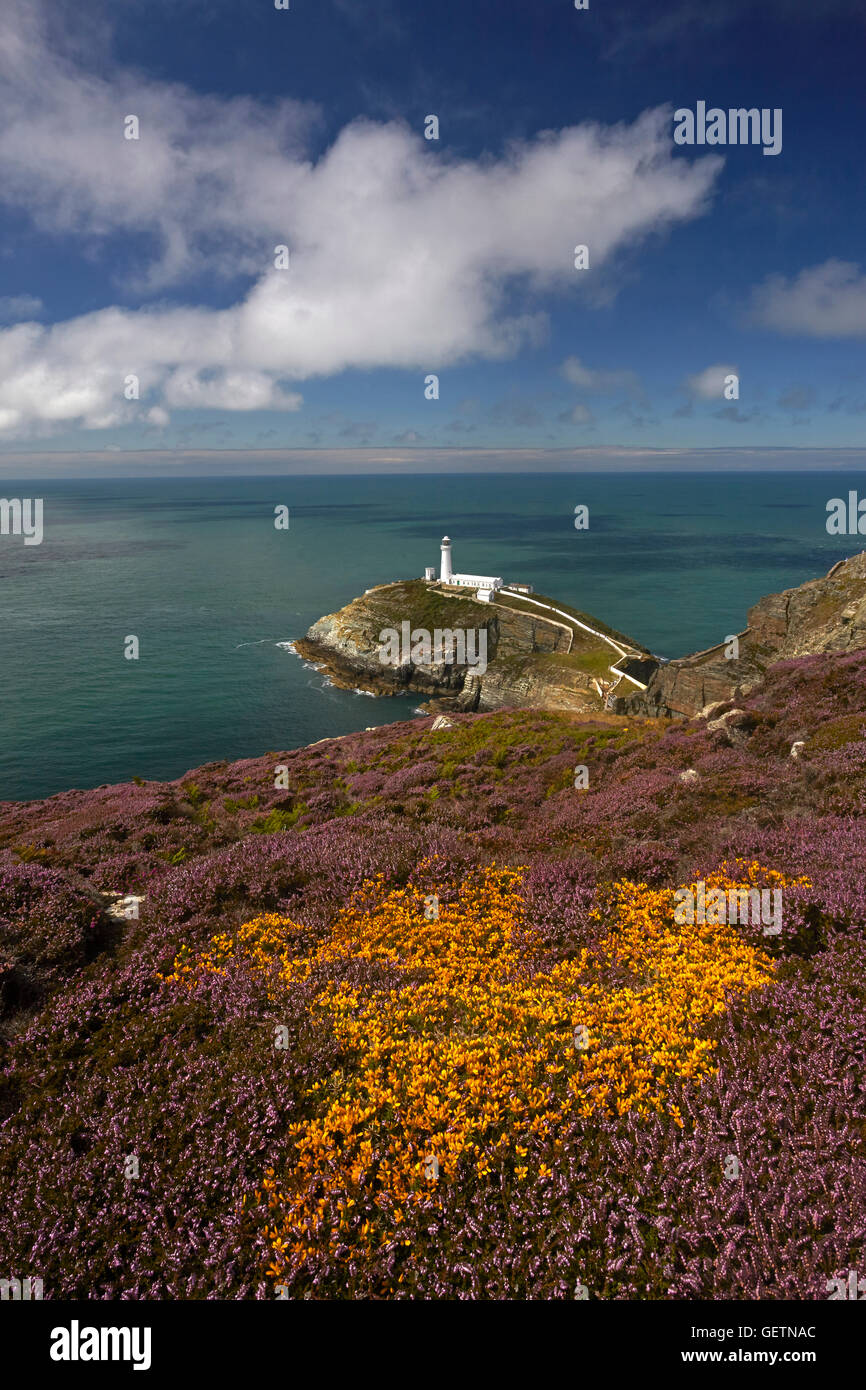 A view of South Stack lighthouse from the heather covered cliffs Stock ...