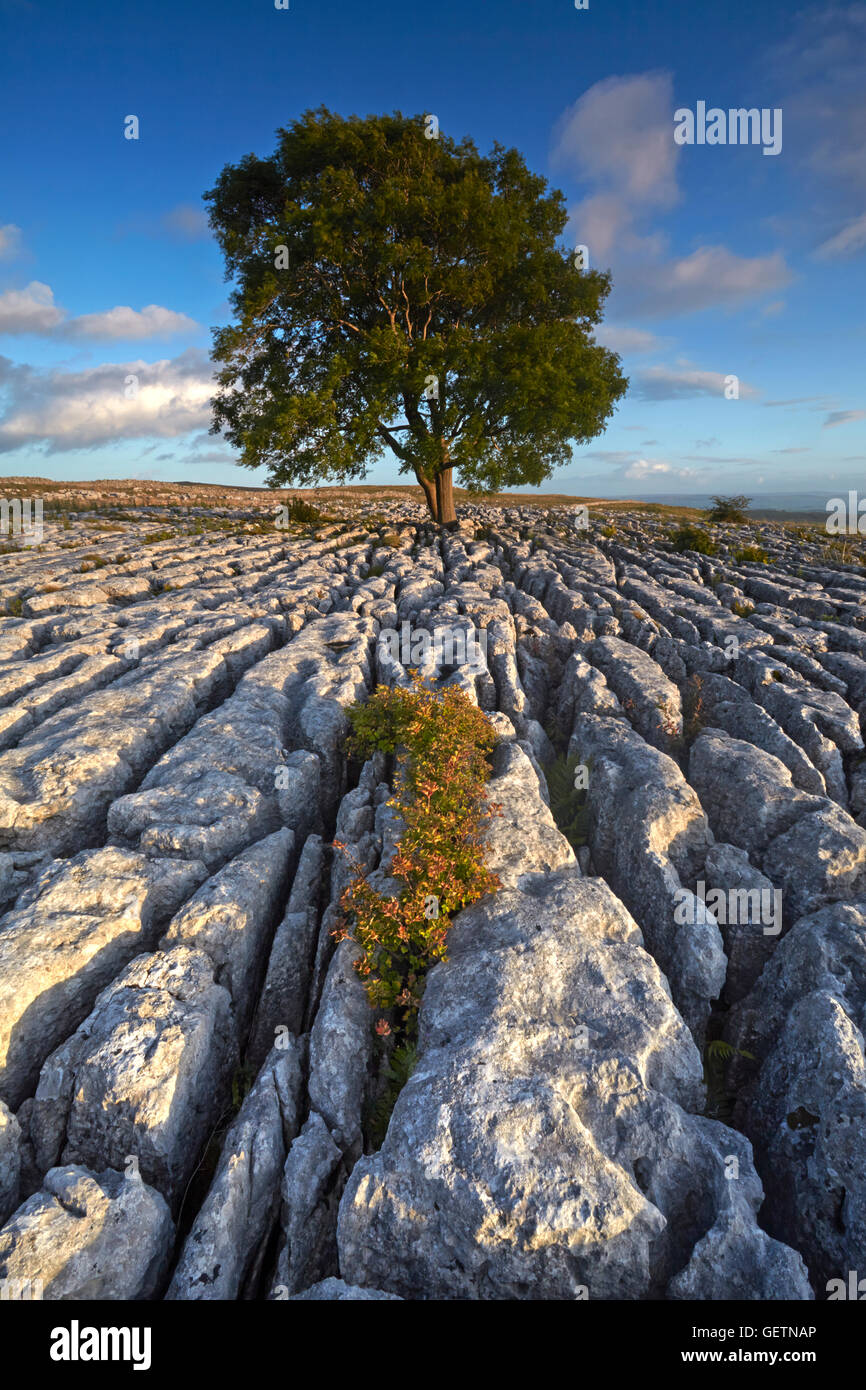 A solitary tree growing out of a limestone pavement on Malham Ings ...